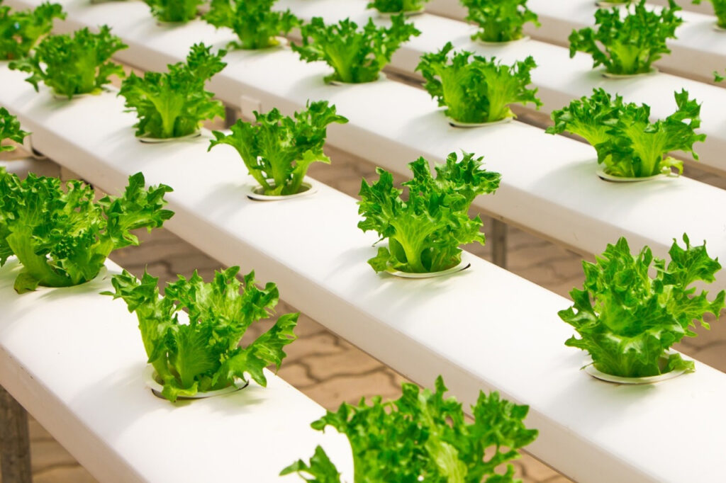 Tips Bercocok Tanam Di Lahan Sempit, Yuk Simak Disini! - Loker Bali ...